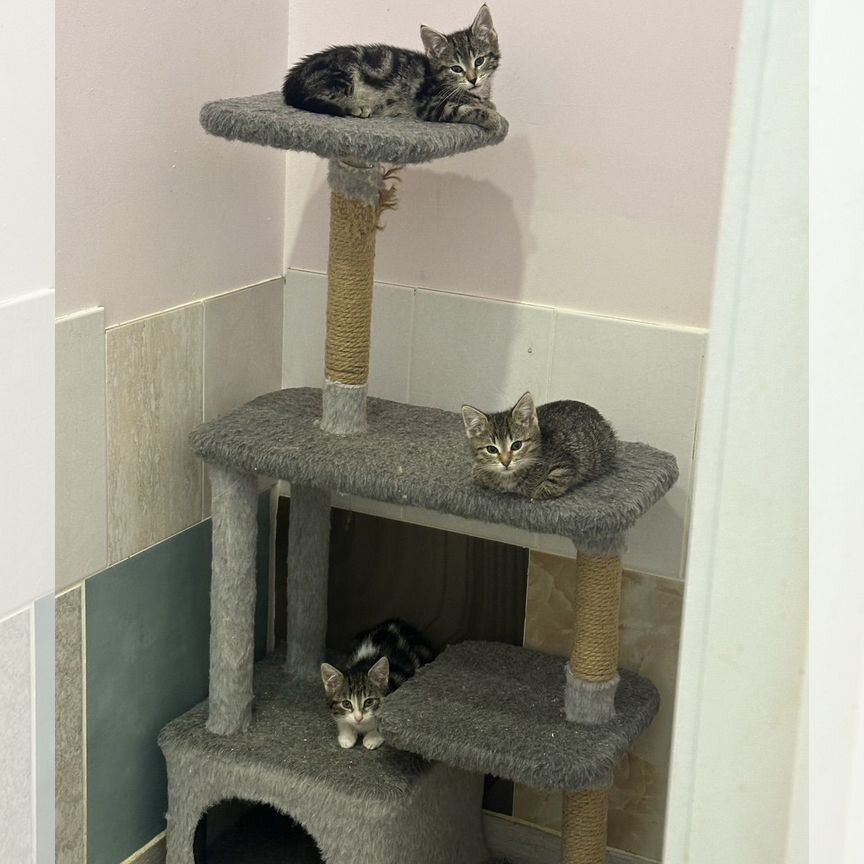 Котята девочки ищут дом
