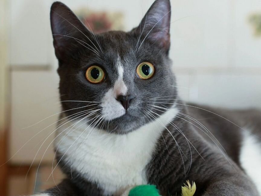 Котик Дымка 1 год