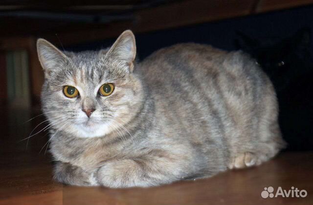 Кошка Лилуша ищет дом