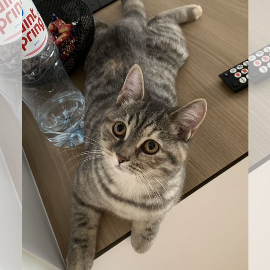 Кошечка шотландская прямоухая