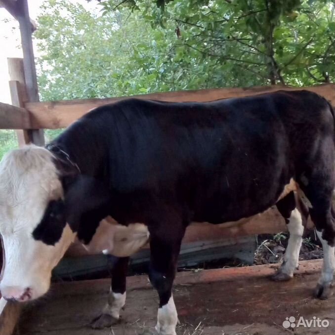 Бык герефорд