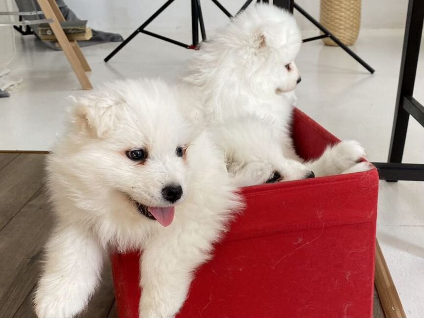 Самоедская лайка щенки