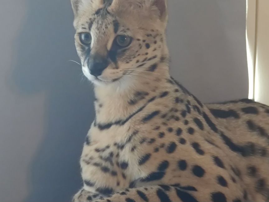 Котенок саванна