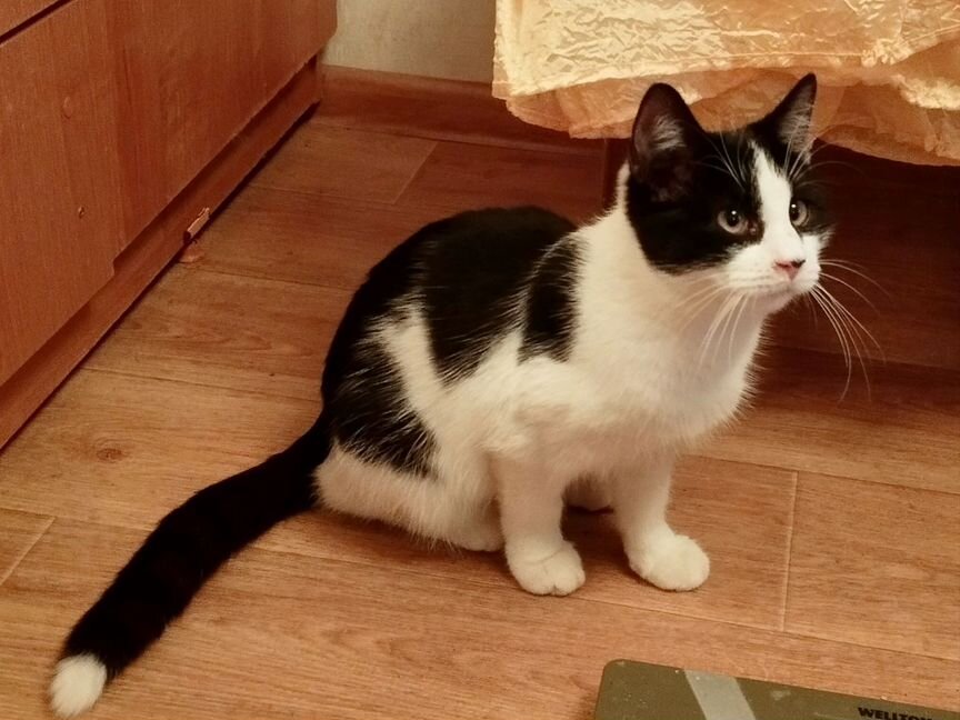 Кошка 8 мес