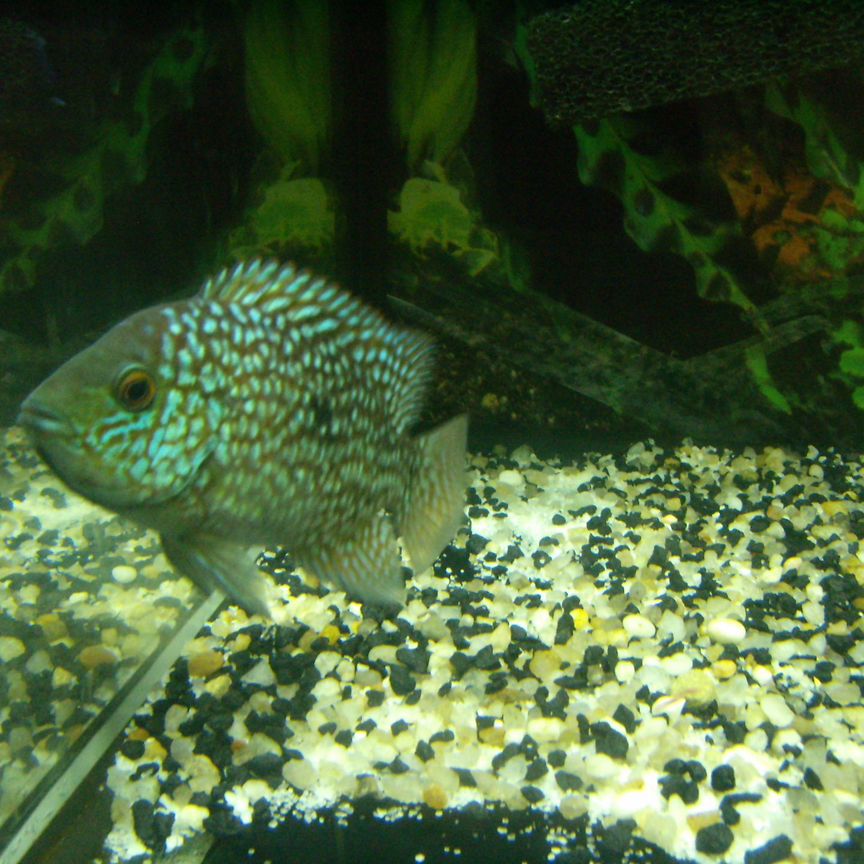 Рыбки (продам)