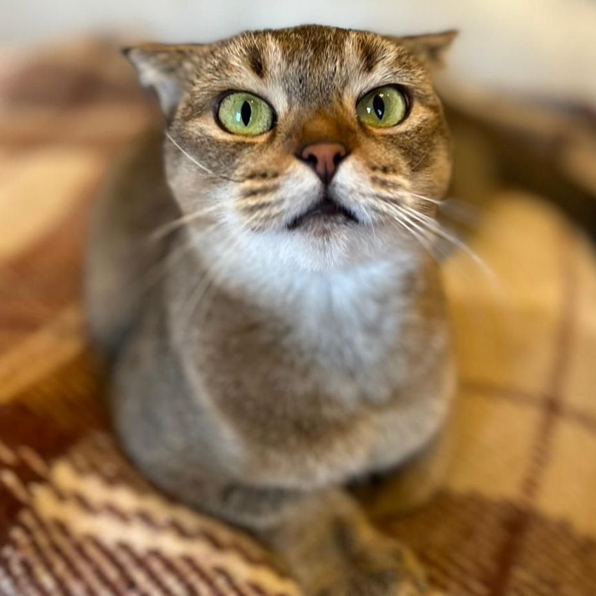 Кошка