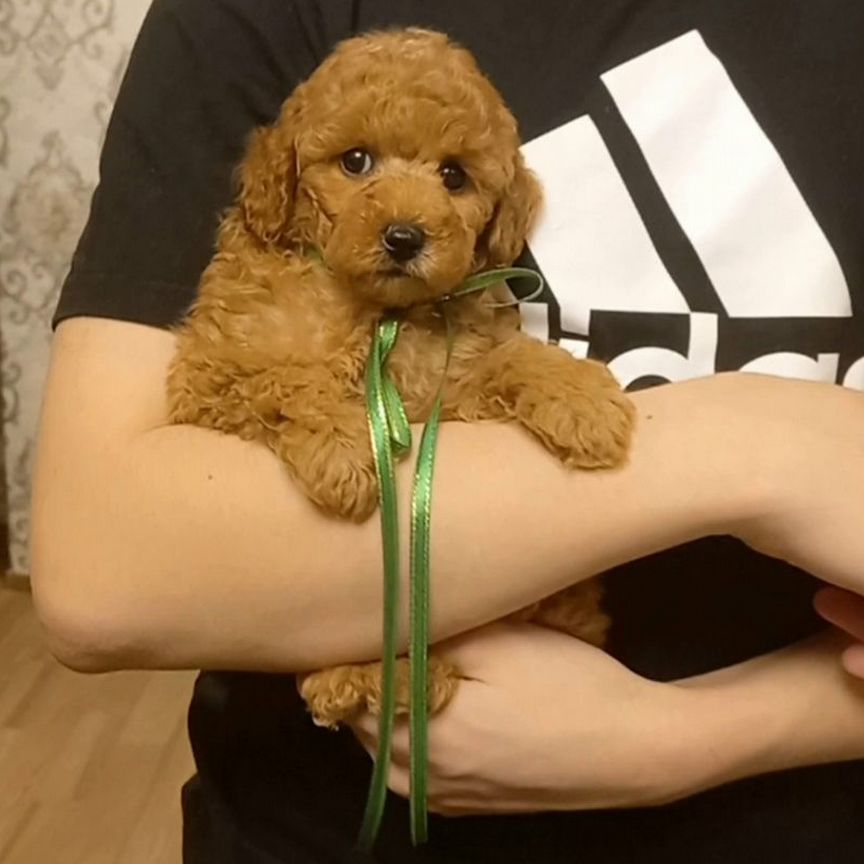 Той-пудель, щенок