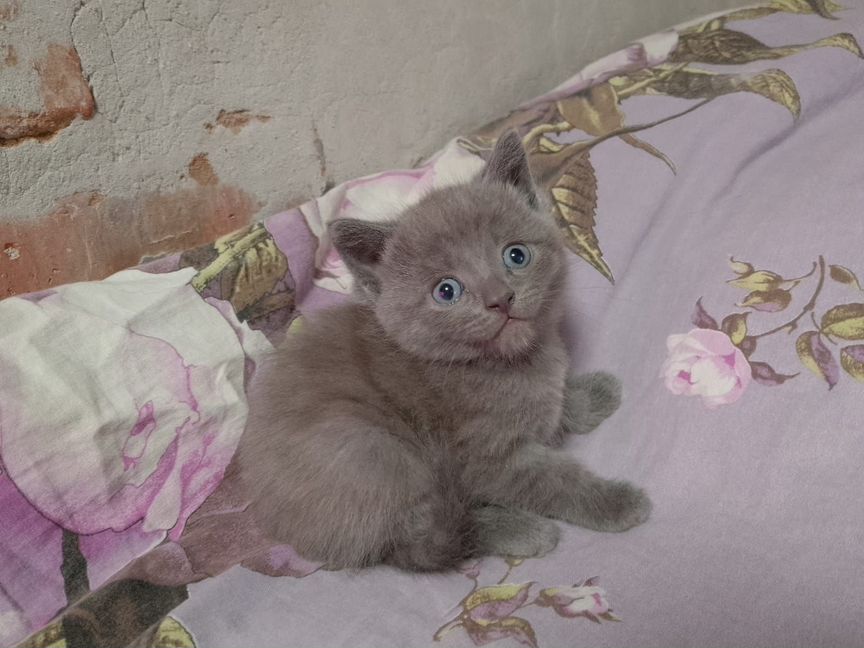 Продам шотландских котят