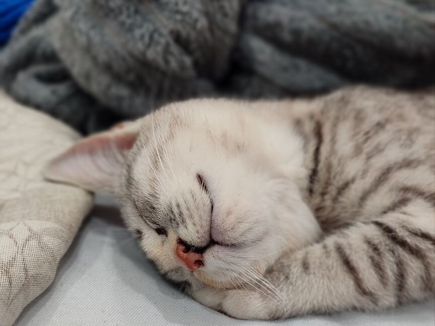 Кошки