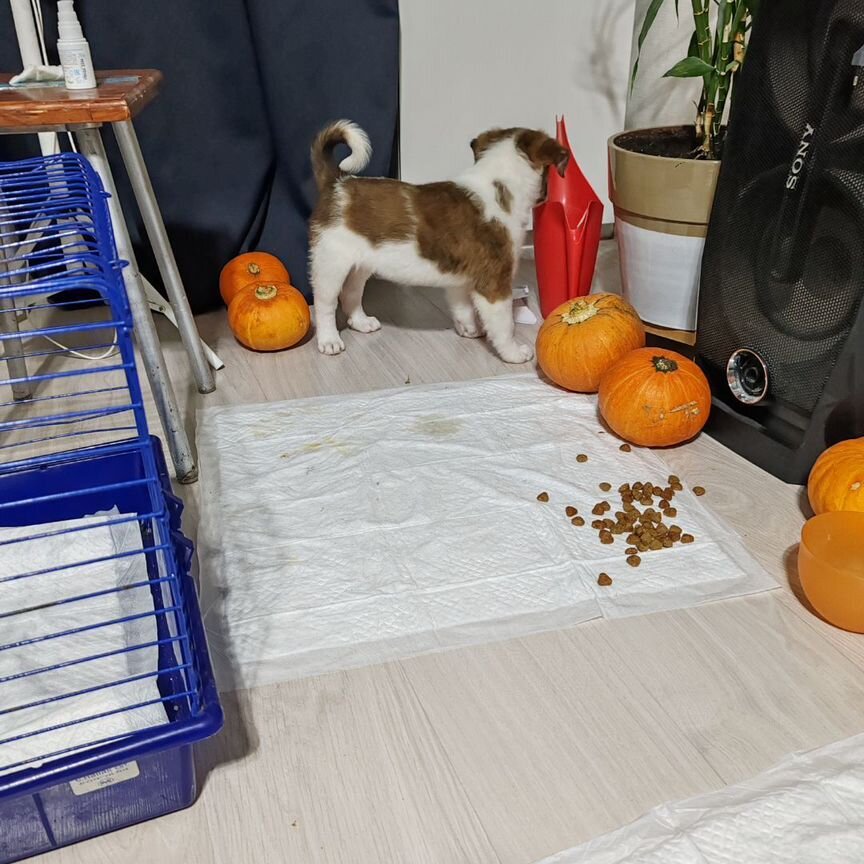 Отдам в добрые руки щенка