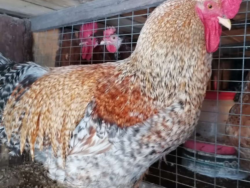 Билефельдер