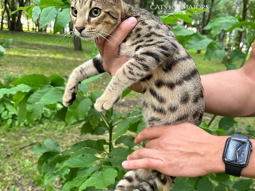 Саванна ф5