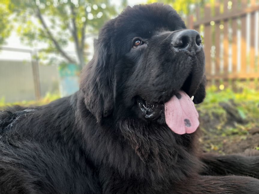 Ньюфаундленд ищет невесту (вязка)