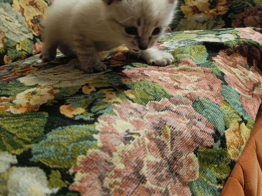 Отдам в добрые руки котик 1 месяц