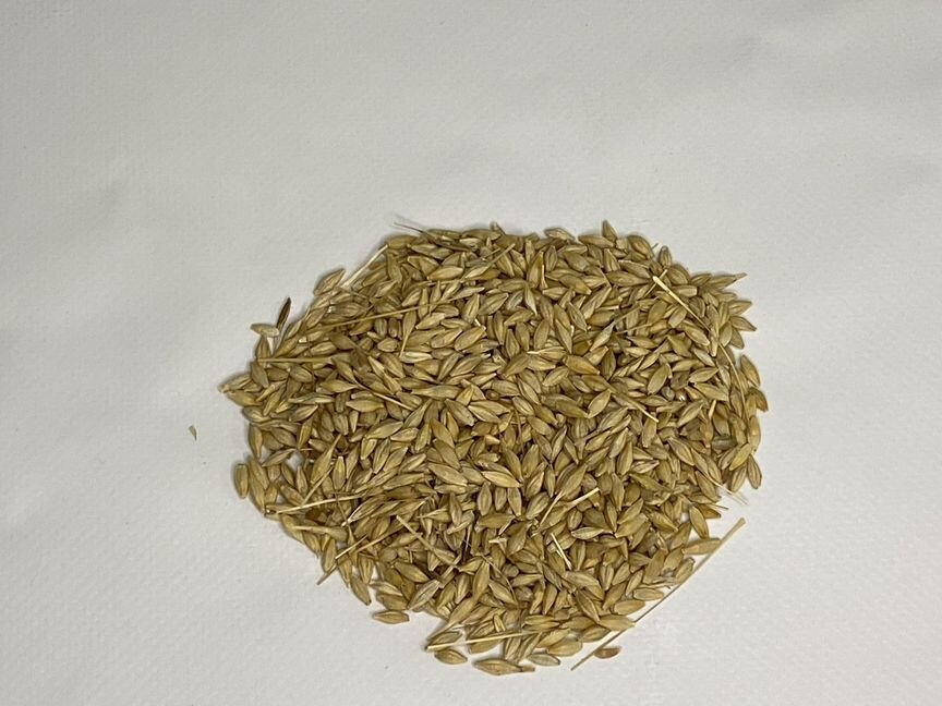 Зерно пшеница ячмень