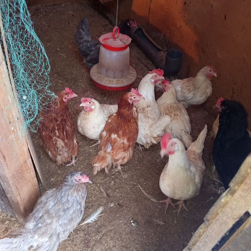 Курицы несушки