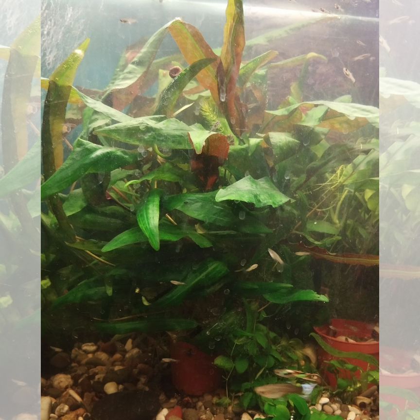 Акариумные растения криптокорина