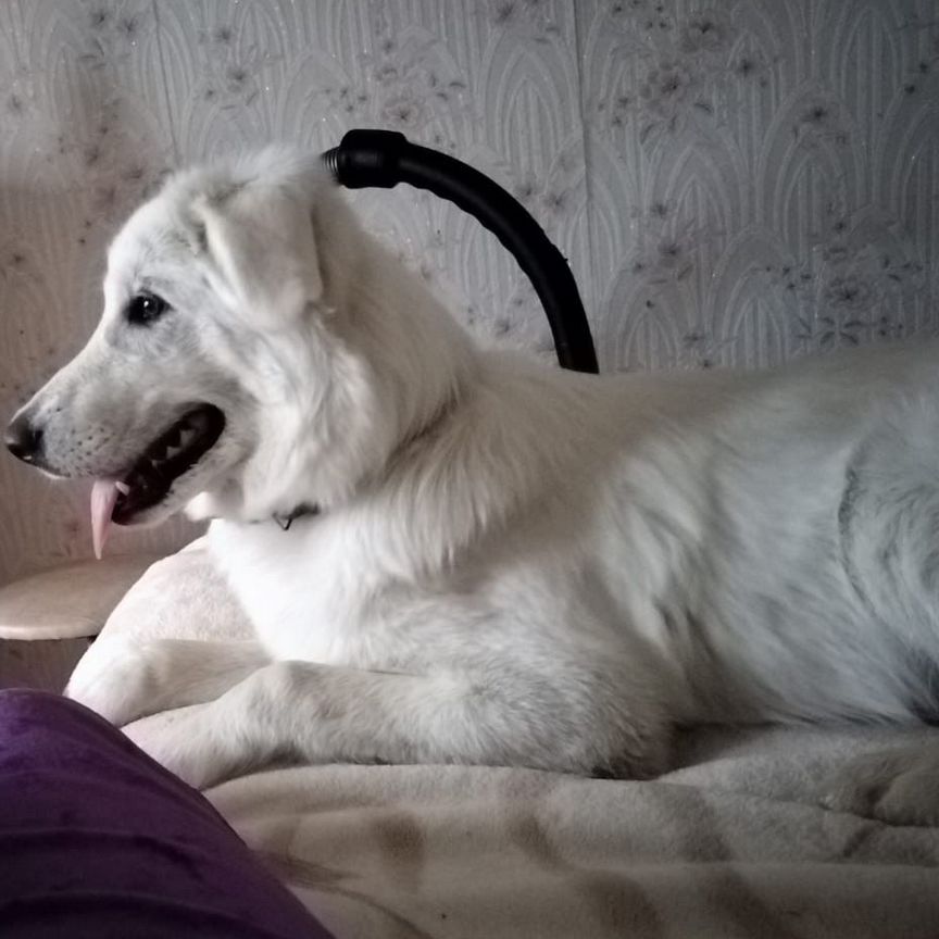 Собака в добрые руки