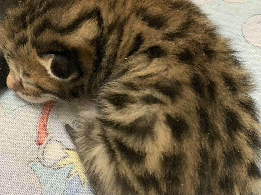 Бенгальские котята