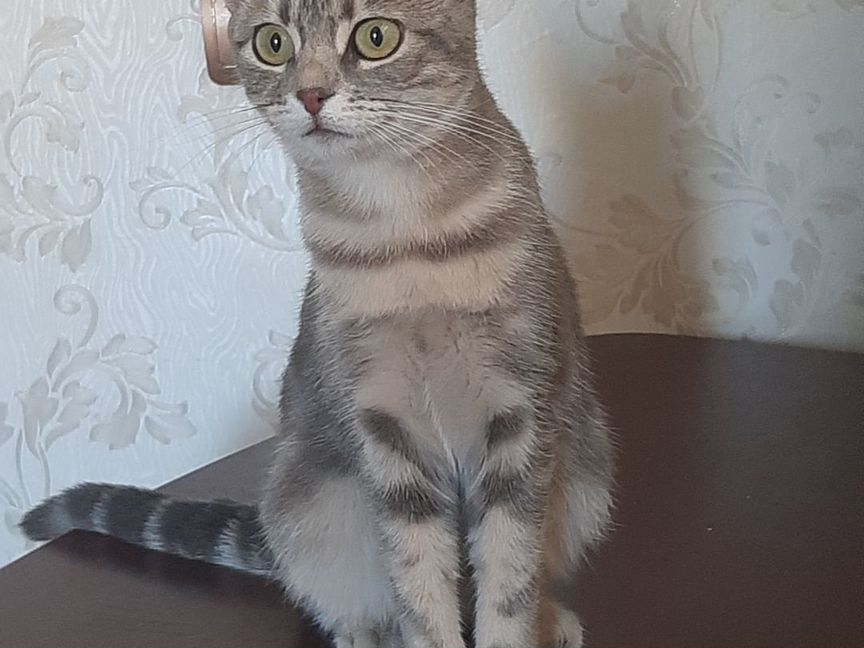 Кошечка 5-6 месяцев