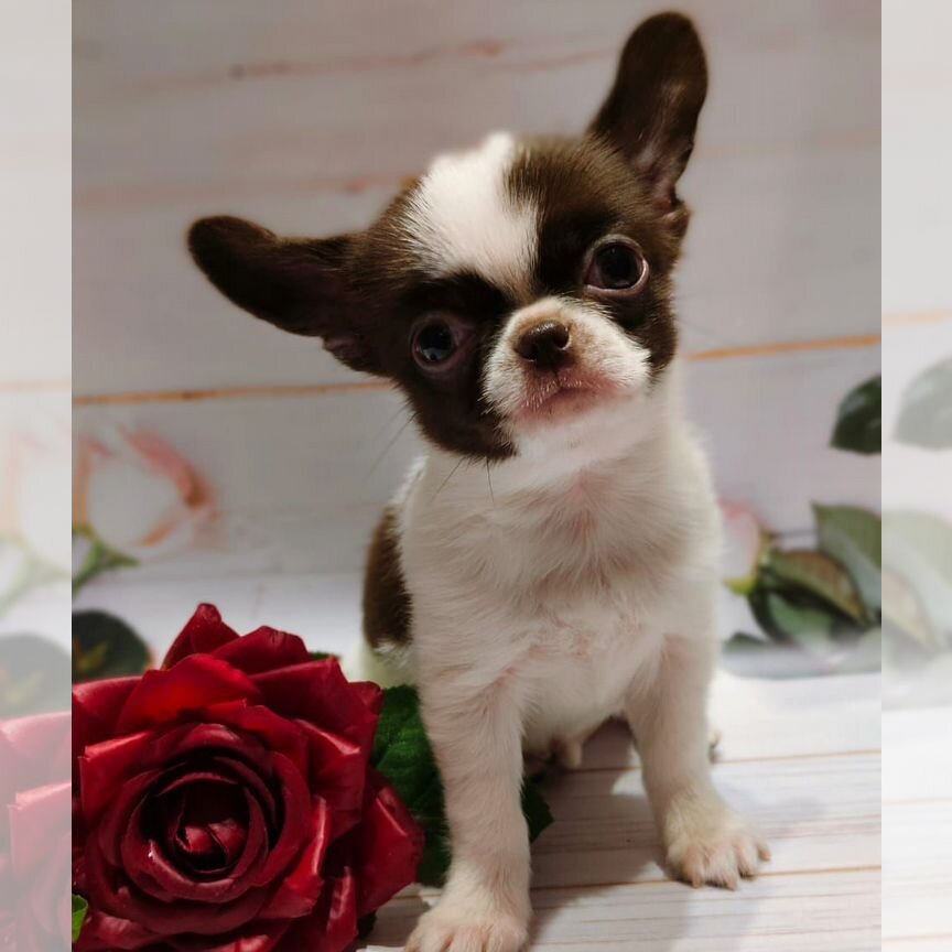 Чихуахуа, щенок