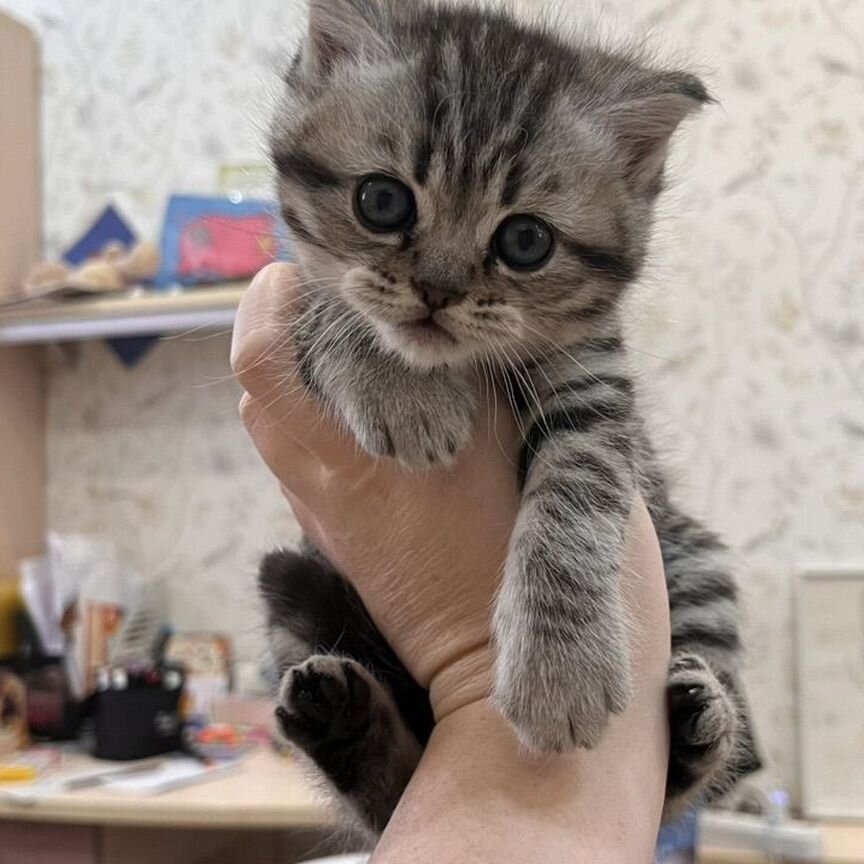 Котята шотландцы