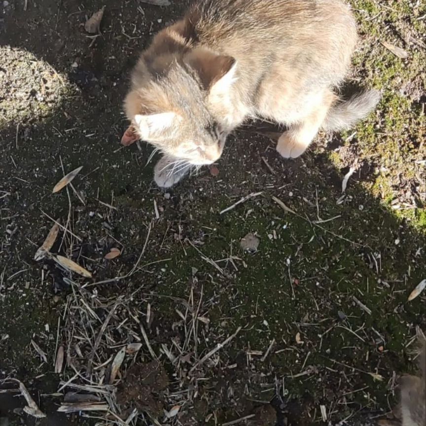 Котята крысыловы