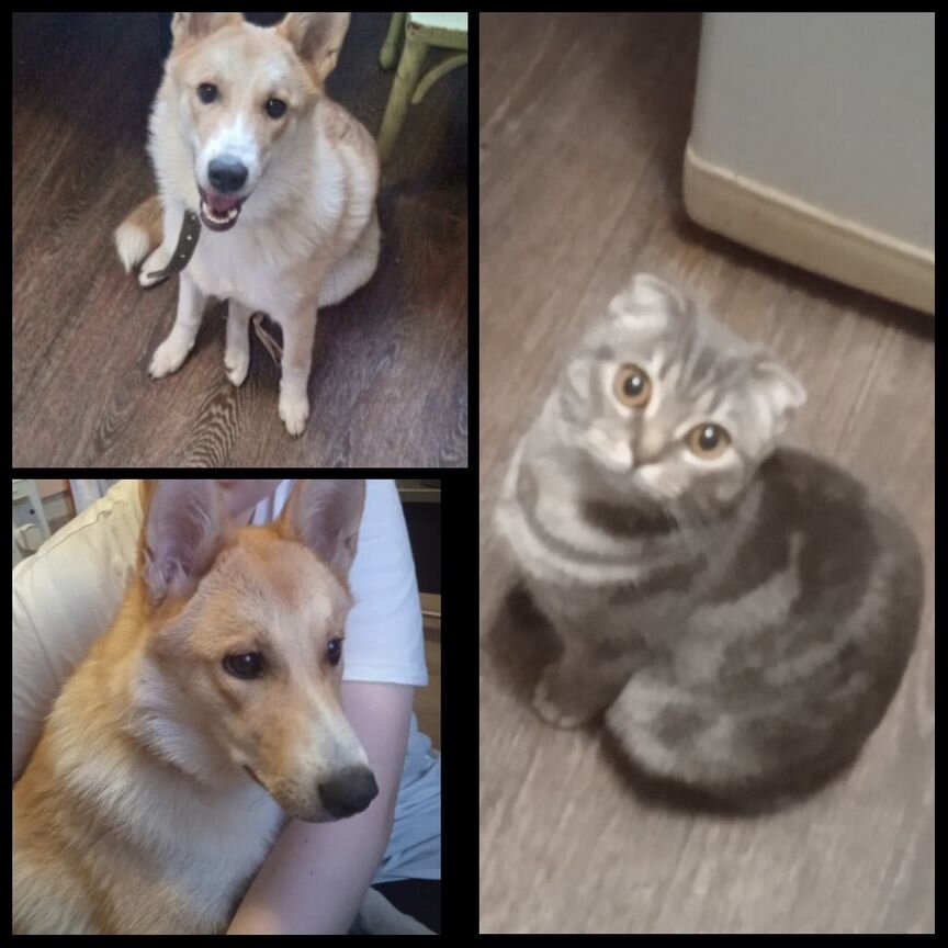 Отдам в добрые руки