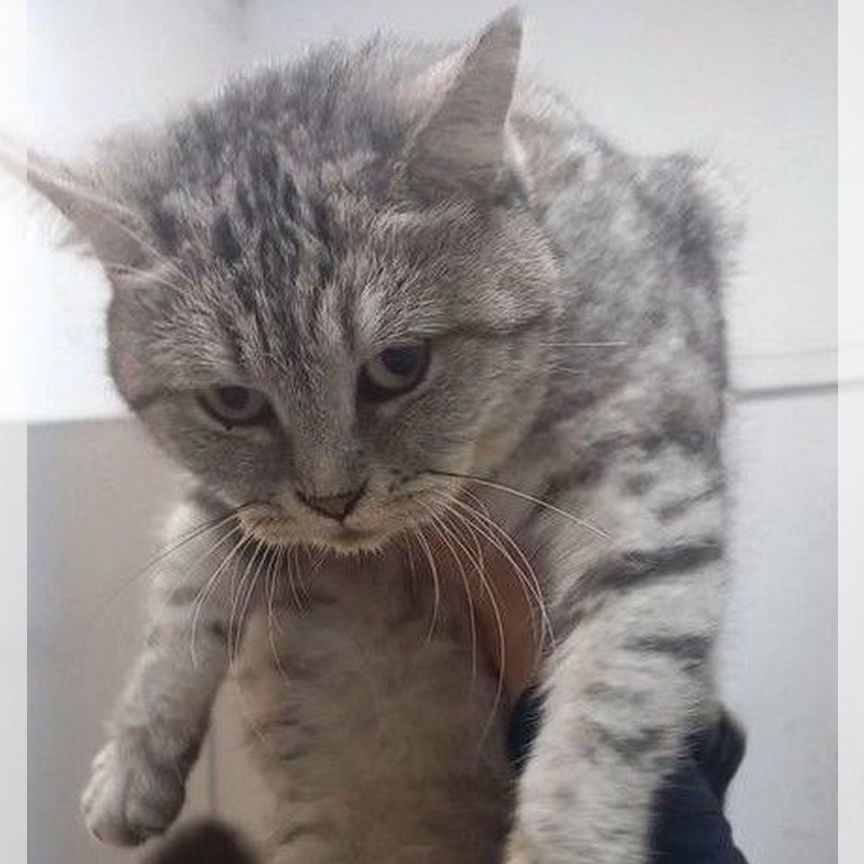 Кошка в добрые руки