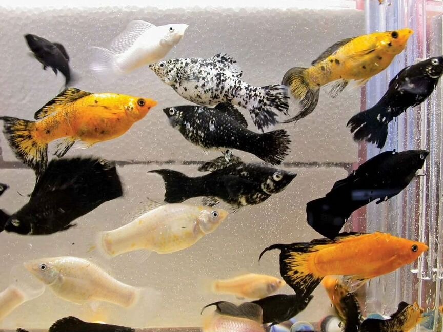 Аквариумные рыбки молинезии