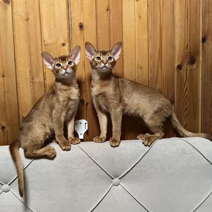 Абиссинский котёнок