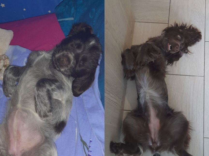 Русский спаниель