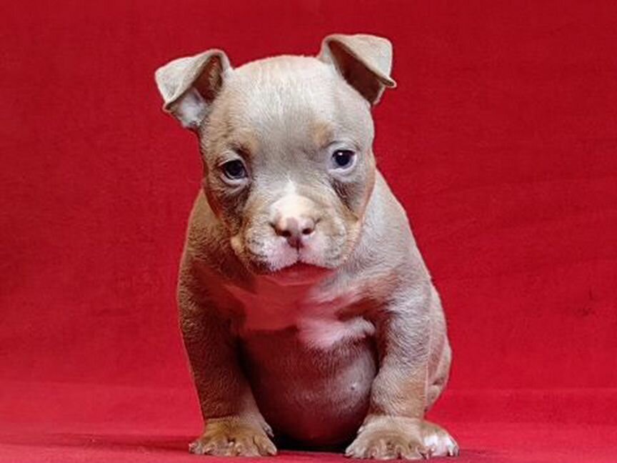 Американский Булли. Классный парень