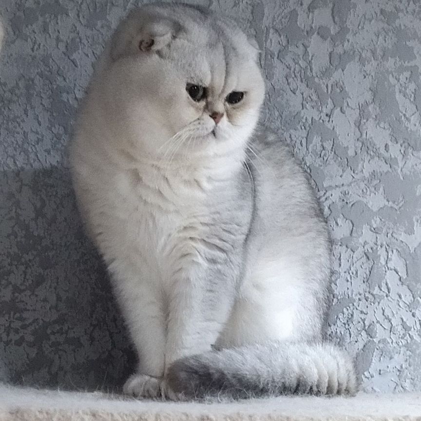 Шотландский кот вязка