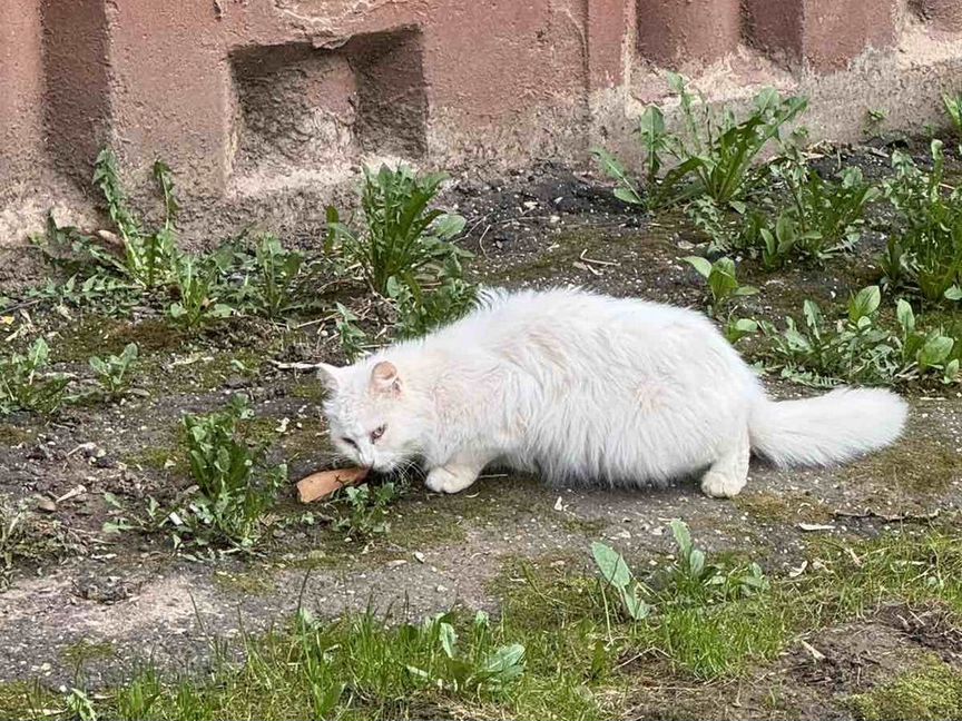 Кошечка белая длинношерстная