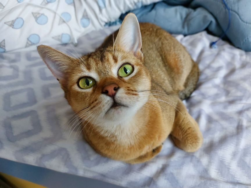 Кошка абиссинка