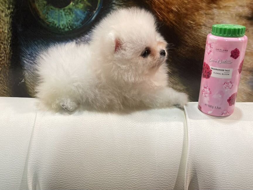Микро шпиц