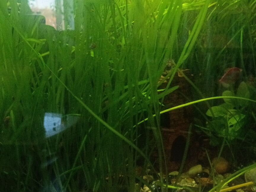 Водоросли для аквариума