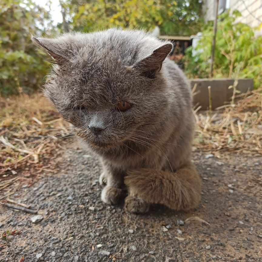 Отдам кота в добрые руки