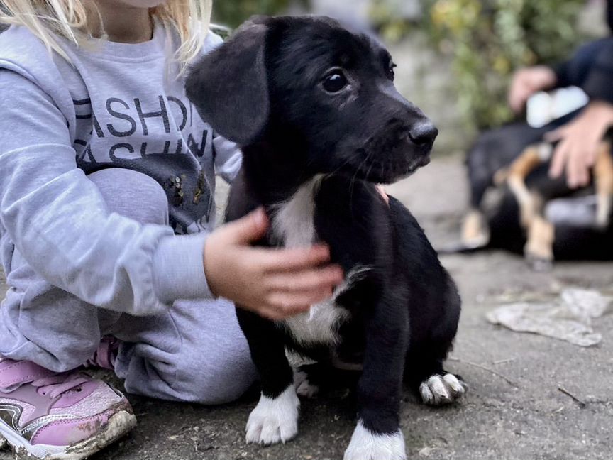 Щенок собака в добрые руки