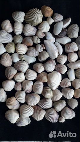 Морские ракушки