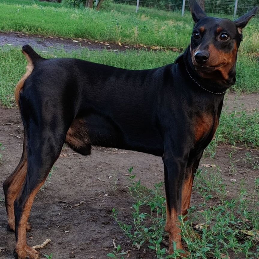 Немецкий пинчер, взрослый пёс