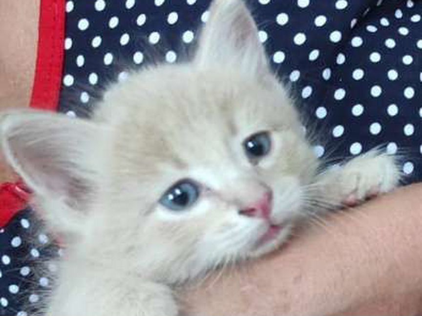 Котенок персиковый