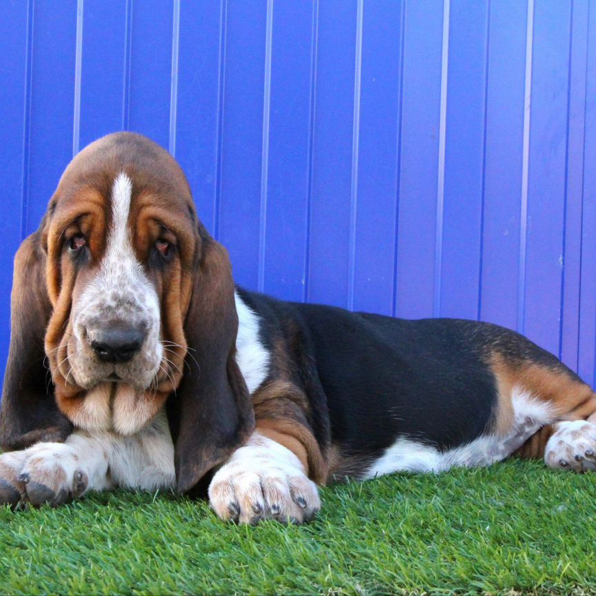 Бассет хаунд девочка и мальчик