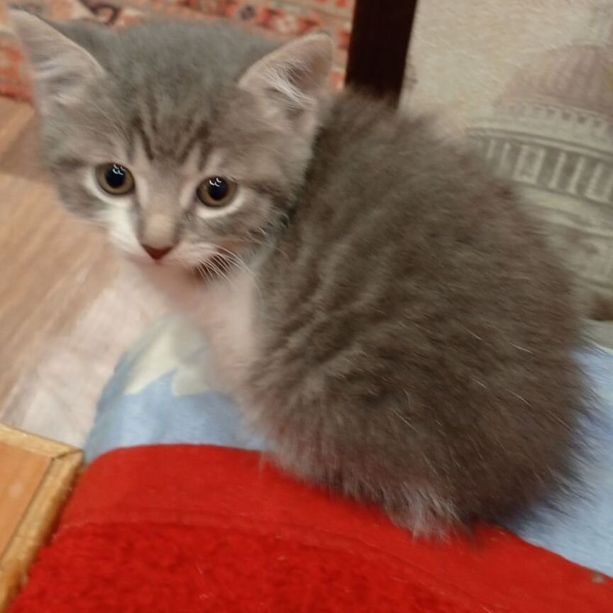 Котёнок в добрые руки