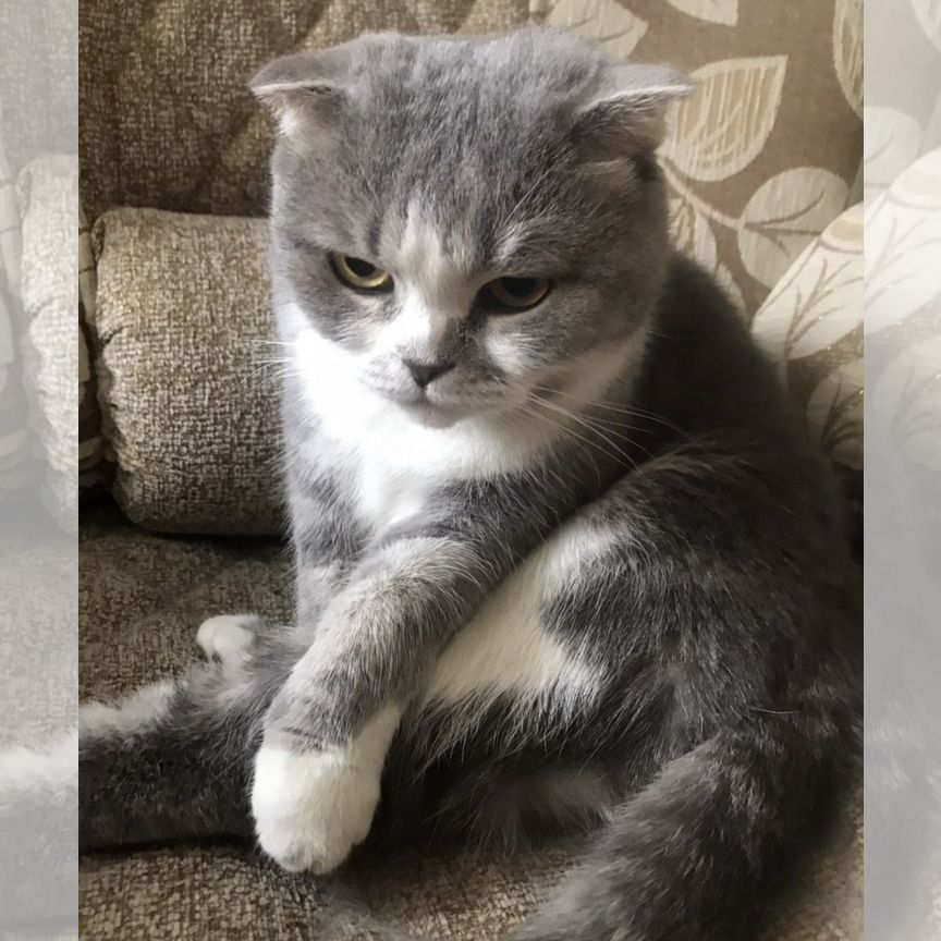 Шотландская вислоухая короткошёрстная, взрослая кошка