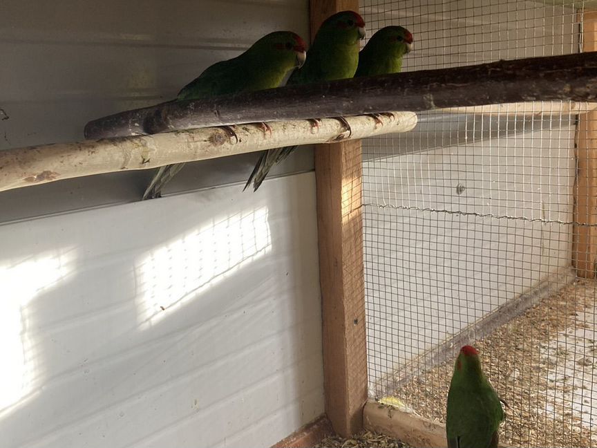 Попугаи какарики молодые