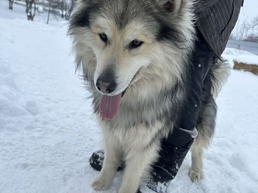 Собака в добрые руки, Маламут-Хаски