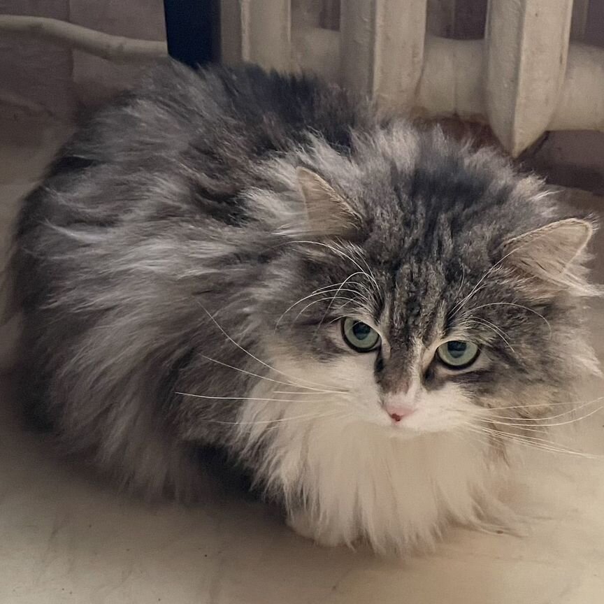 Взрослый кот в добрые руки