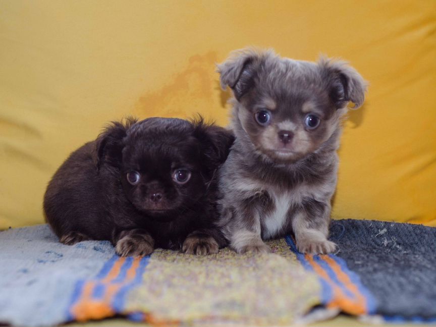 Щенки чихуахуа